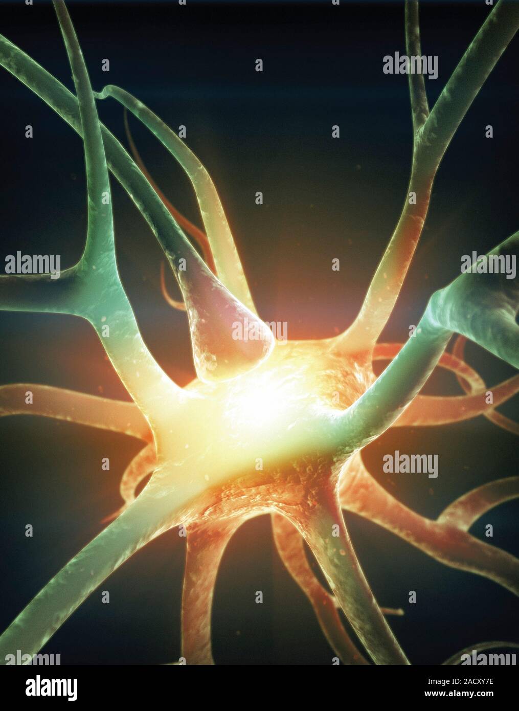 Cellule nerveuse, artwork. Les cellules nerveuses, ou neurones, sont ...