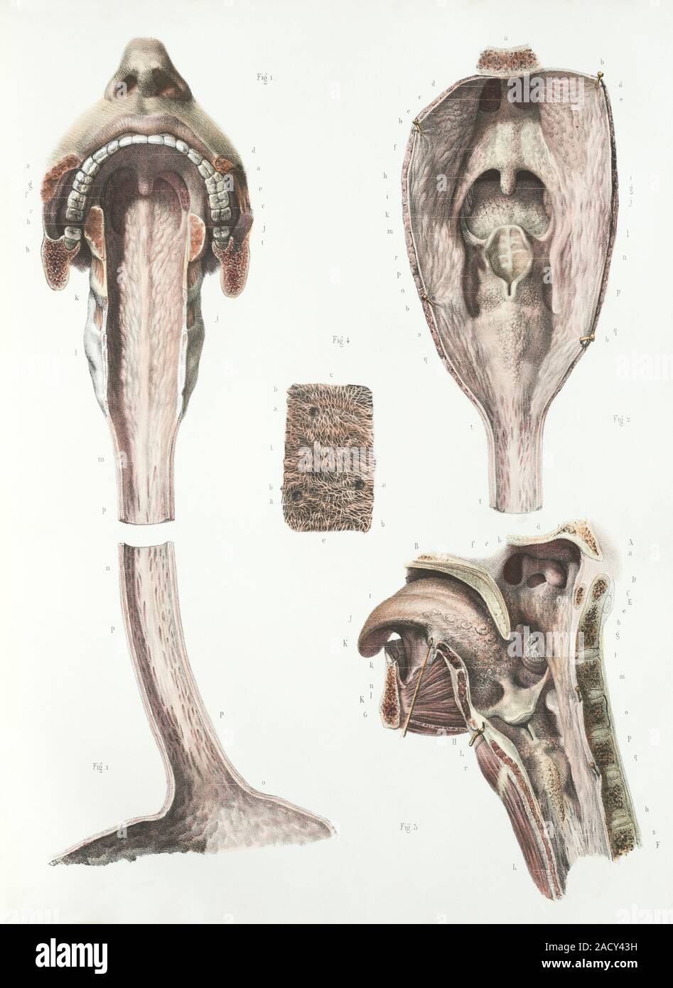 Anatomie de la gorge. 19ème siècle illustration montrant l'anatomie du ...