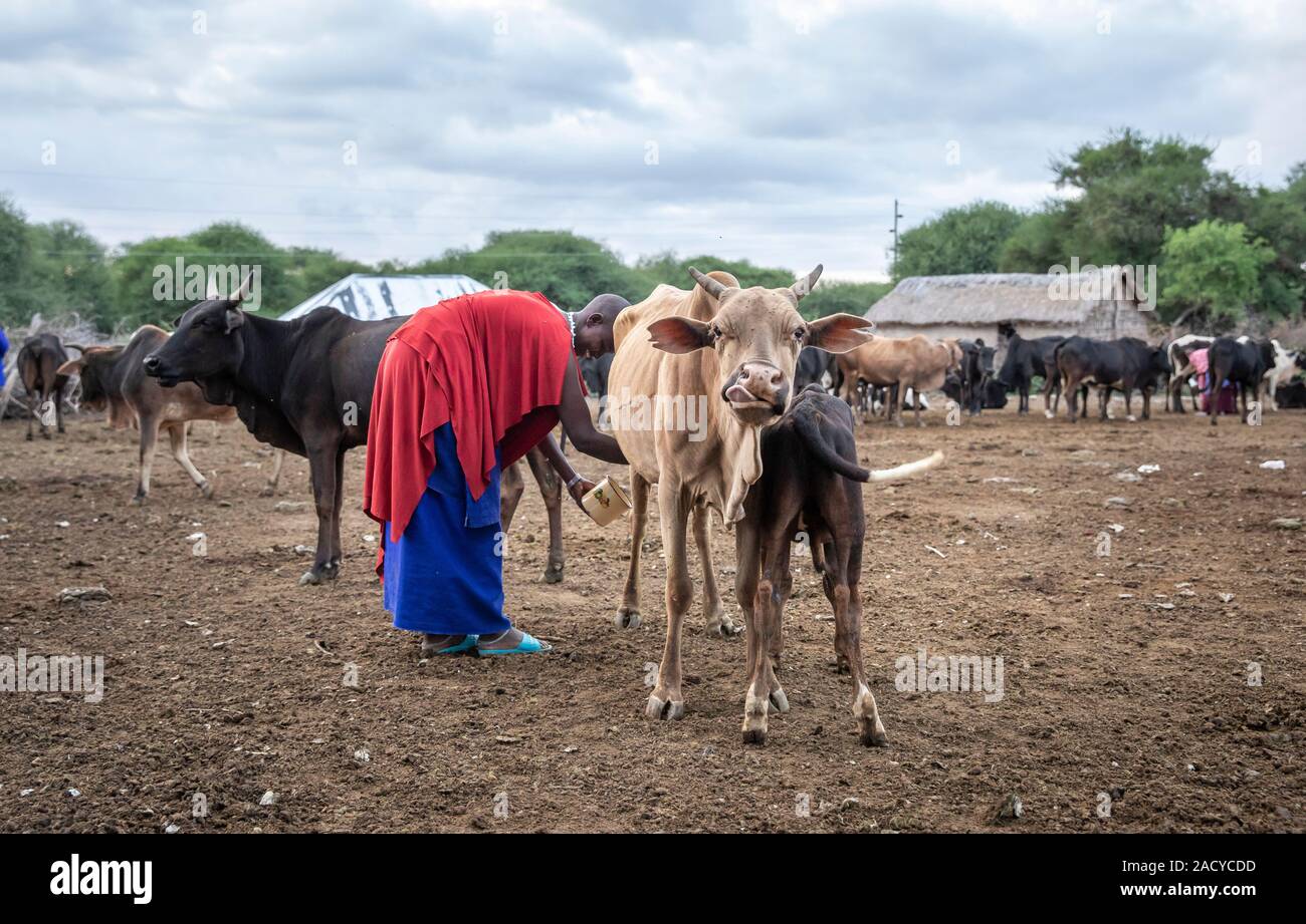 Maasai femme traire la vache Banque de photographies et d’images à ...