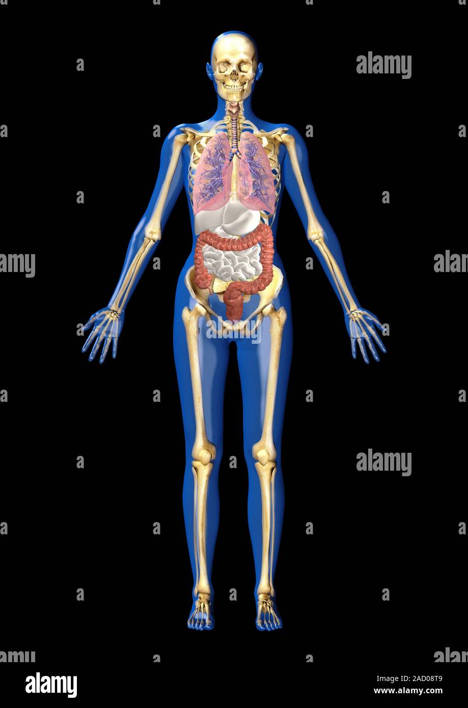L'anatomie humaine, de l'illustration. Le squelette et les muscles sont ...