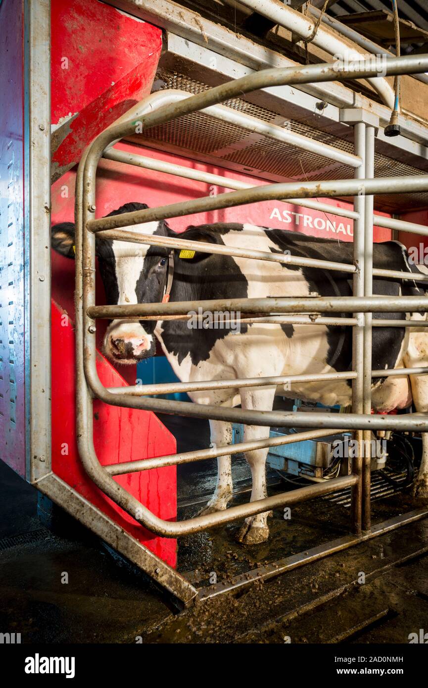 En vache traite machine. La traite des vaches laitières avec une ...