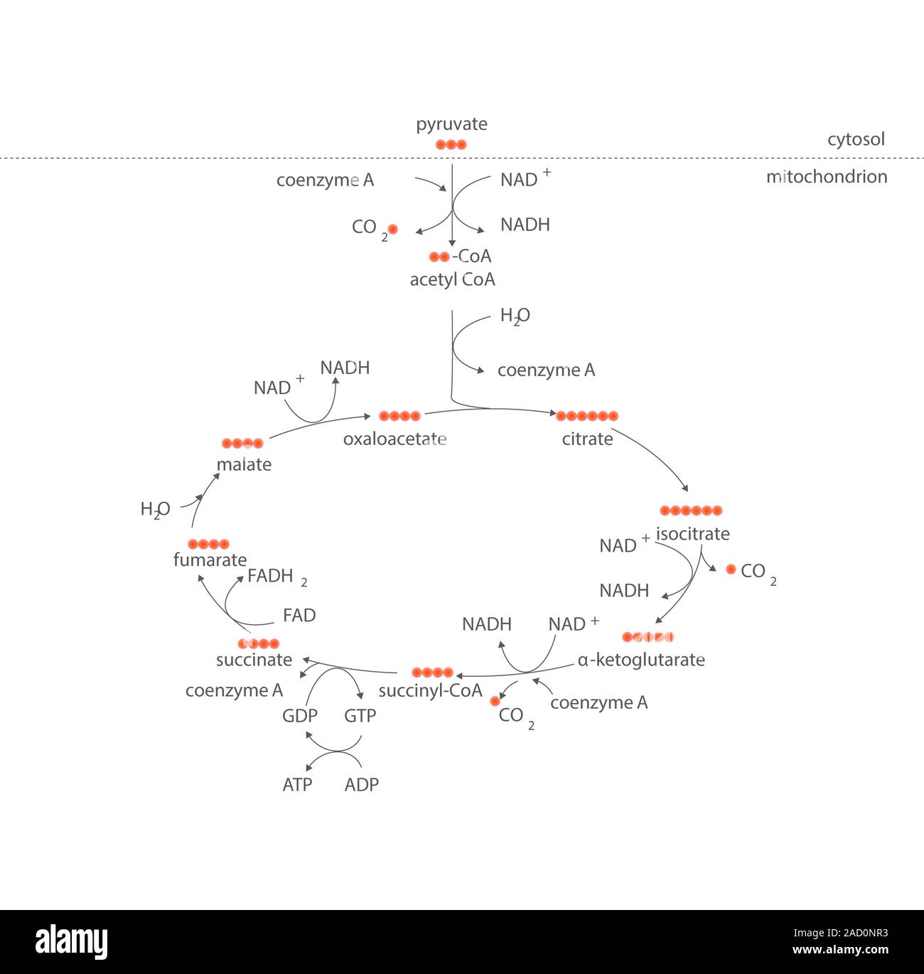 Krebs cycle métabolique de l'oxydation du combustible dans les ...