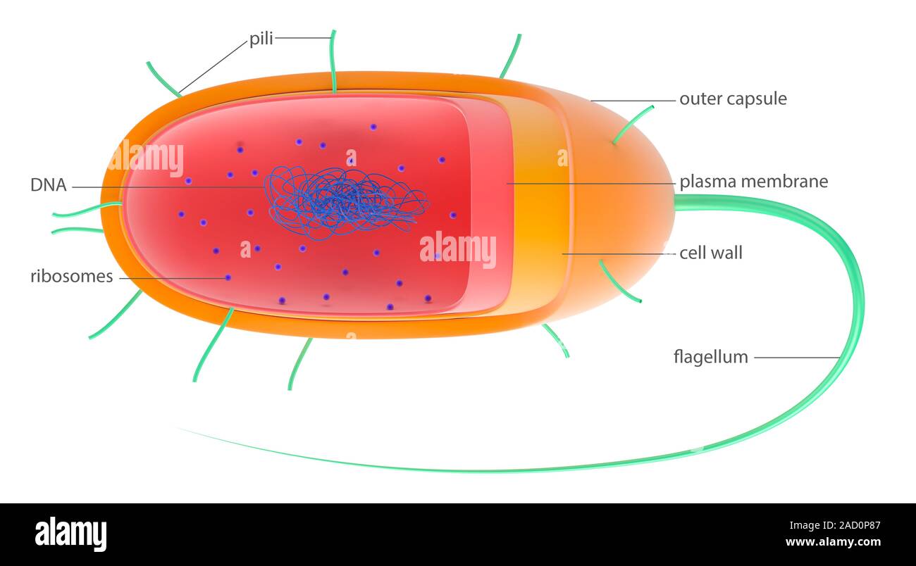 Cellule bactérienne. Illustration des composants d'une cellule ...