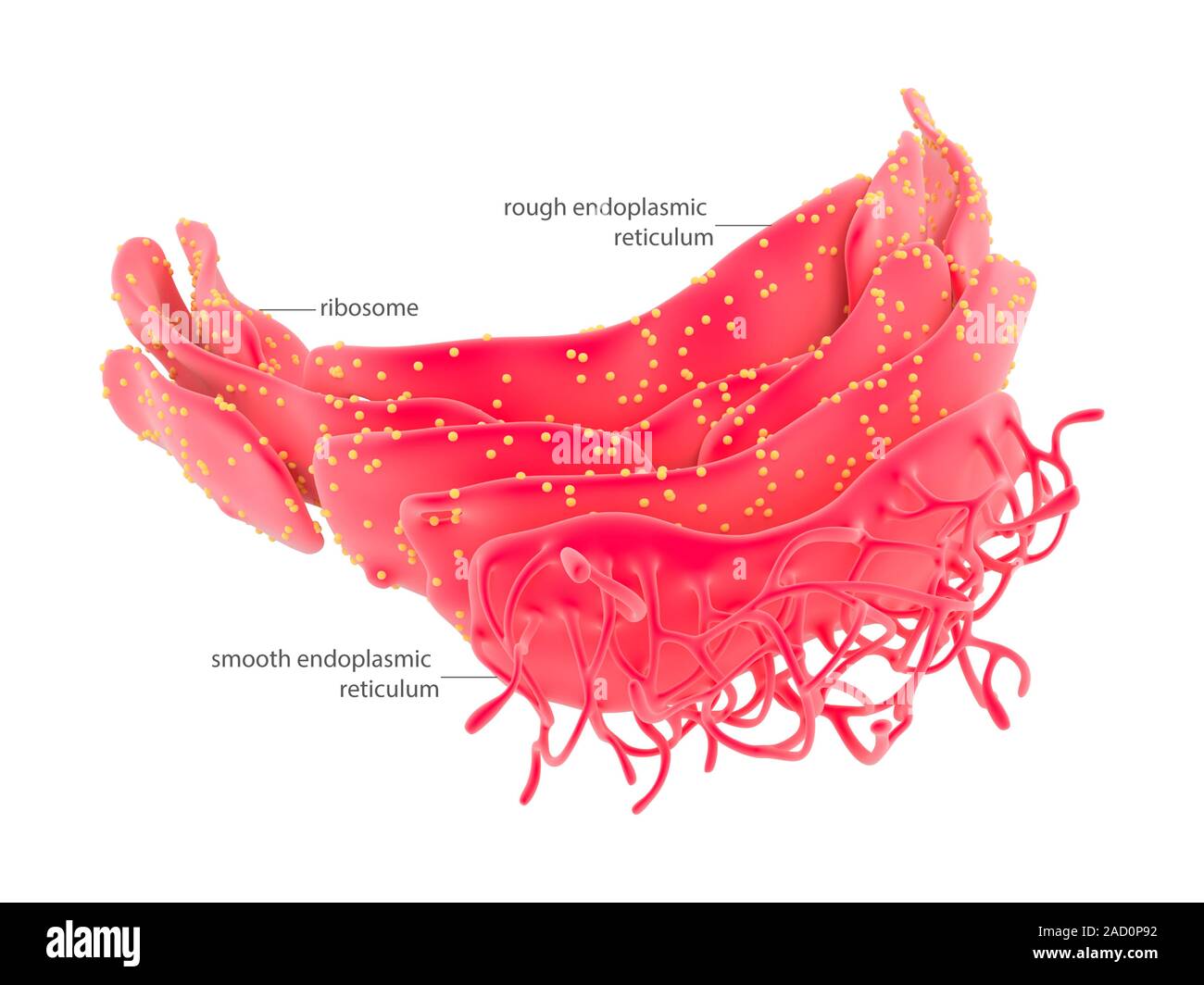 Réticulum endoplasmique. Illustration de la structure de la réticulum ...