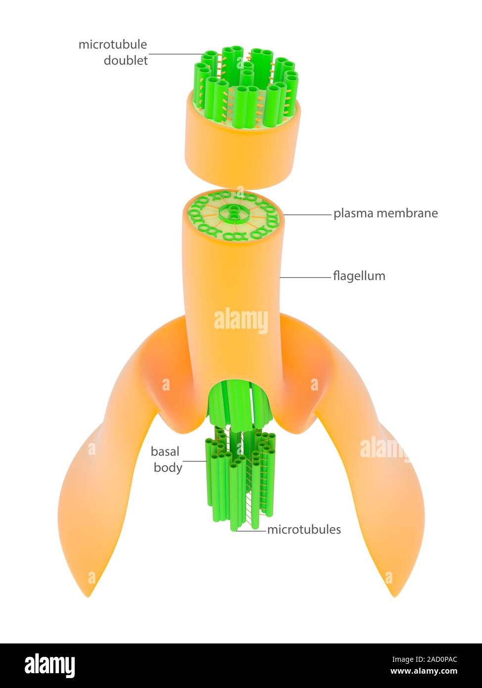 Flagelle eucaryote. Illustration de la structure des microtubules à la ...