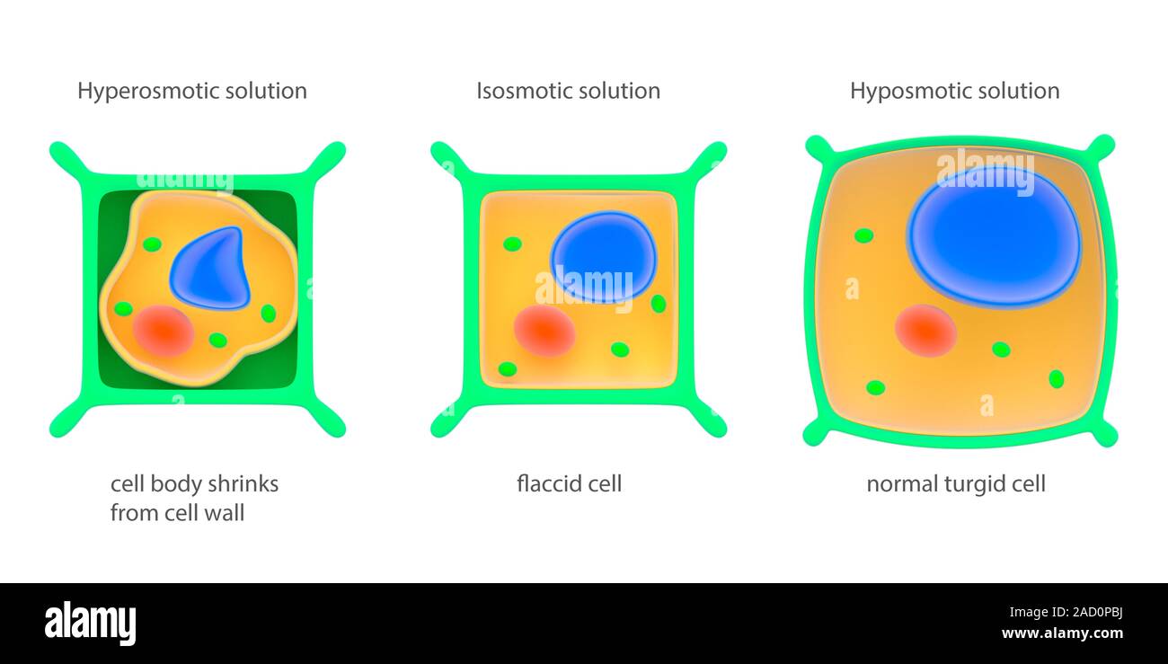 Osmose dans les cellules végétales. Illustration des changements dans ...