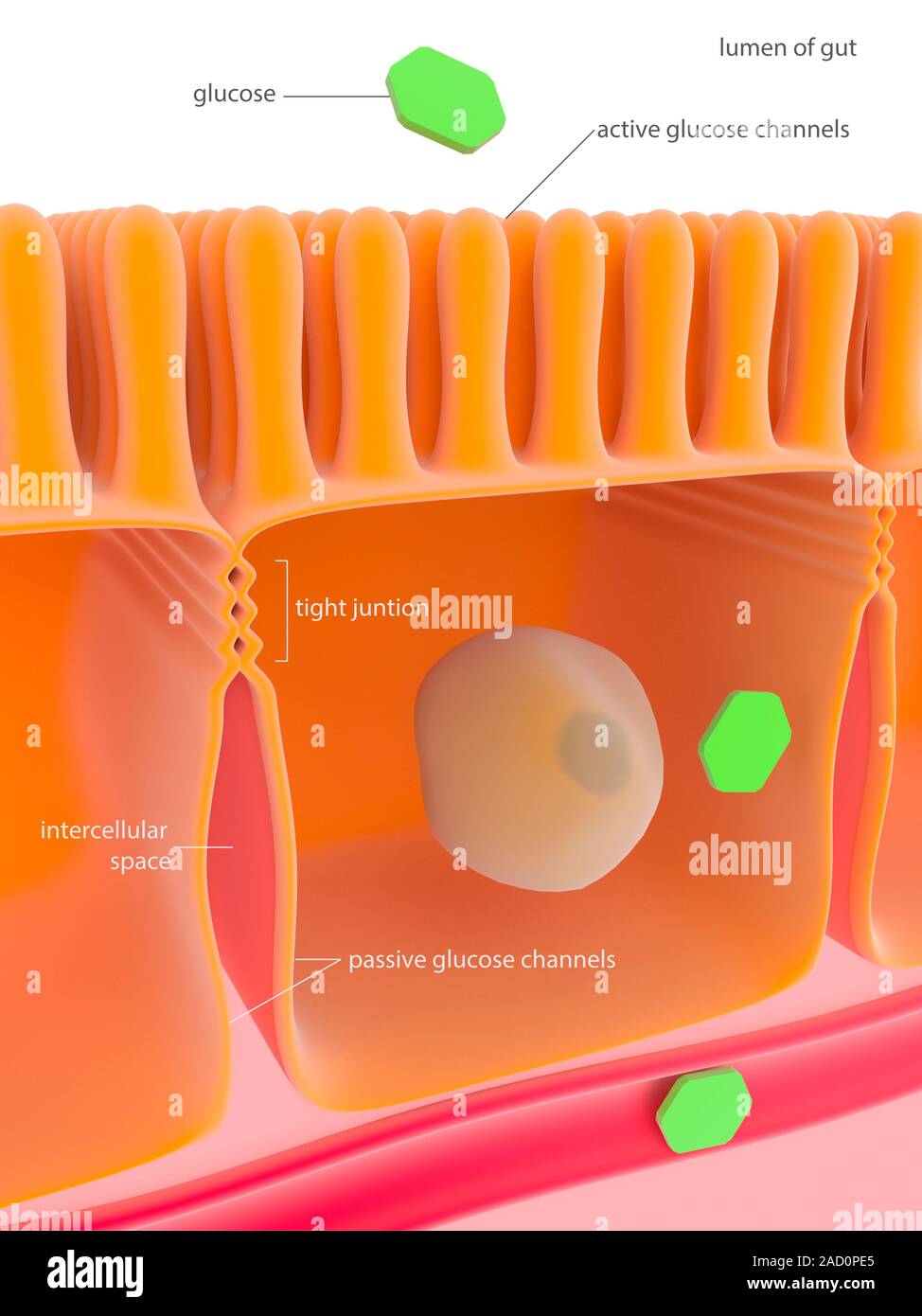 L'absorption du glucose. Illustration montrant l'absorption du glucose ...