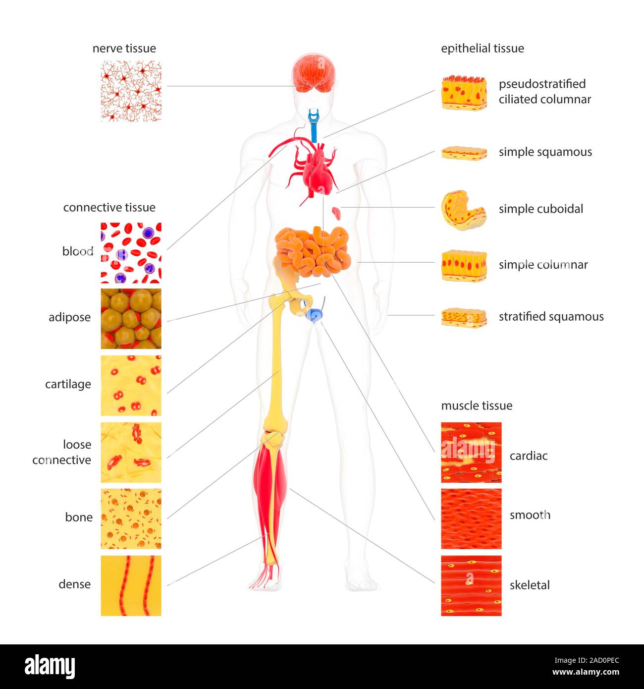 Types de tissus du corps humain. Illustration d'un corps humain et de ...