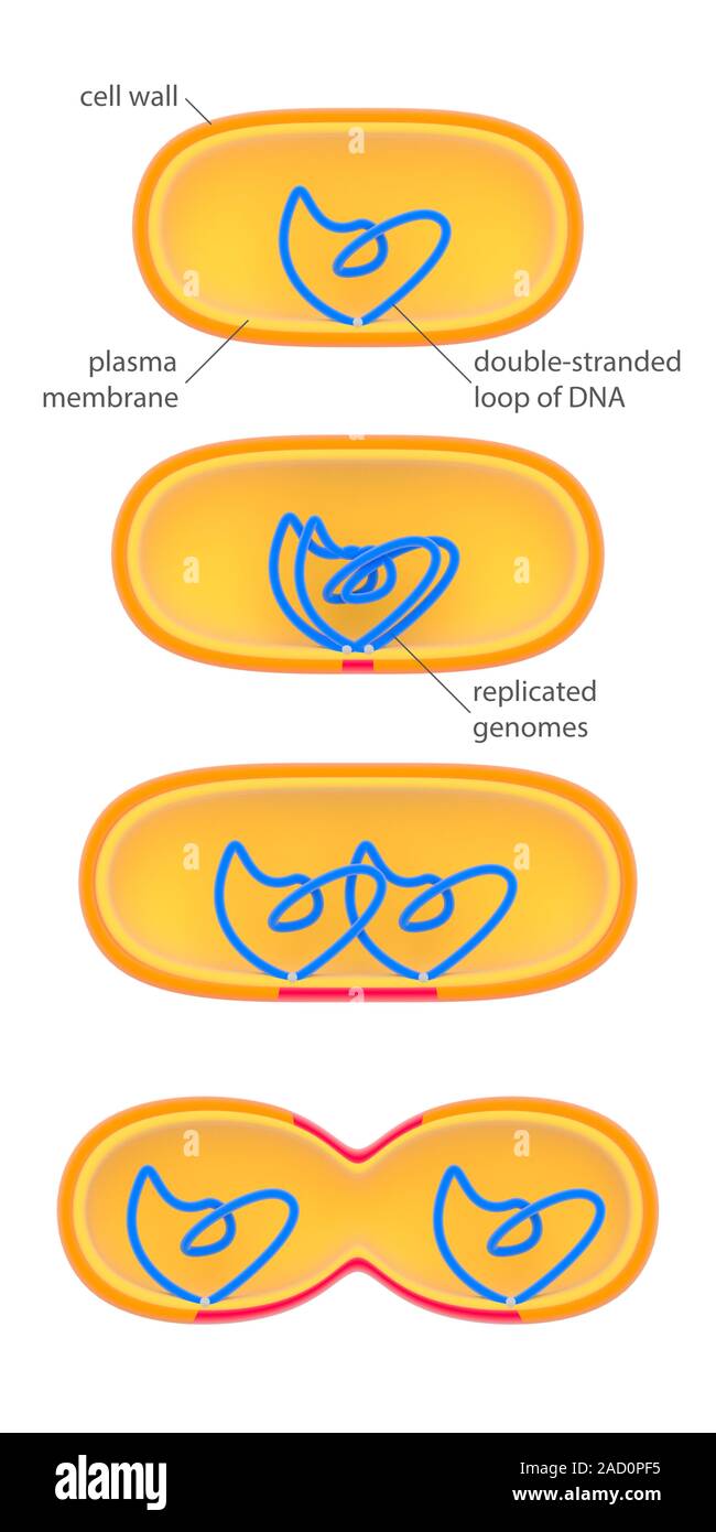 La division cellulaire bactérienne. Illustration du processus de la ...