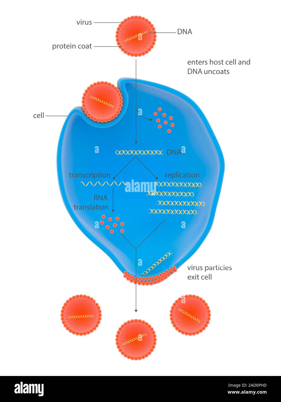 Cycle de vie d'un virus. Illustration des étapes dans le cycle de vie d ...