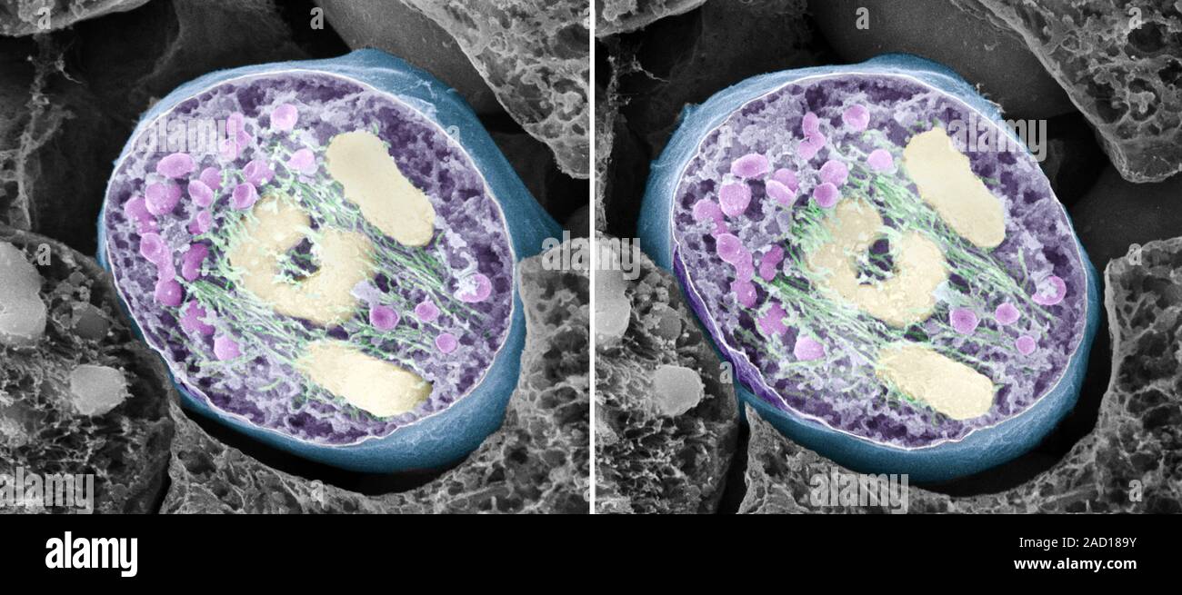 La division de cellules de pollen. Micrographies électroniques à ...