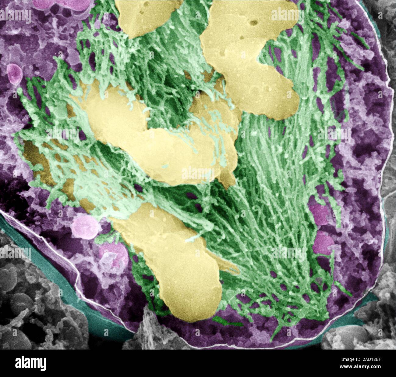 La division de cellules de pollen. Couleur de l'analyse des électrons ...
