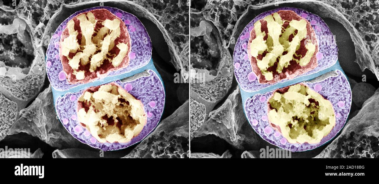 La division de cellules de pollen. Micrographies électroniques à ...
