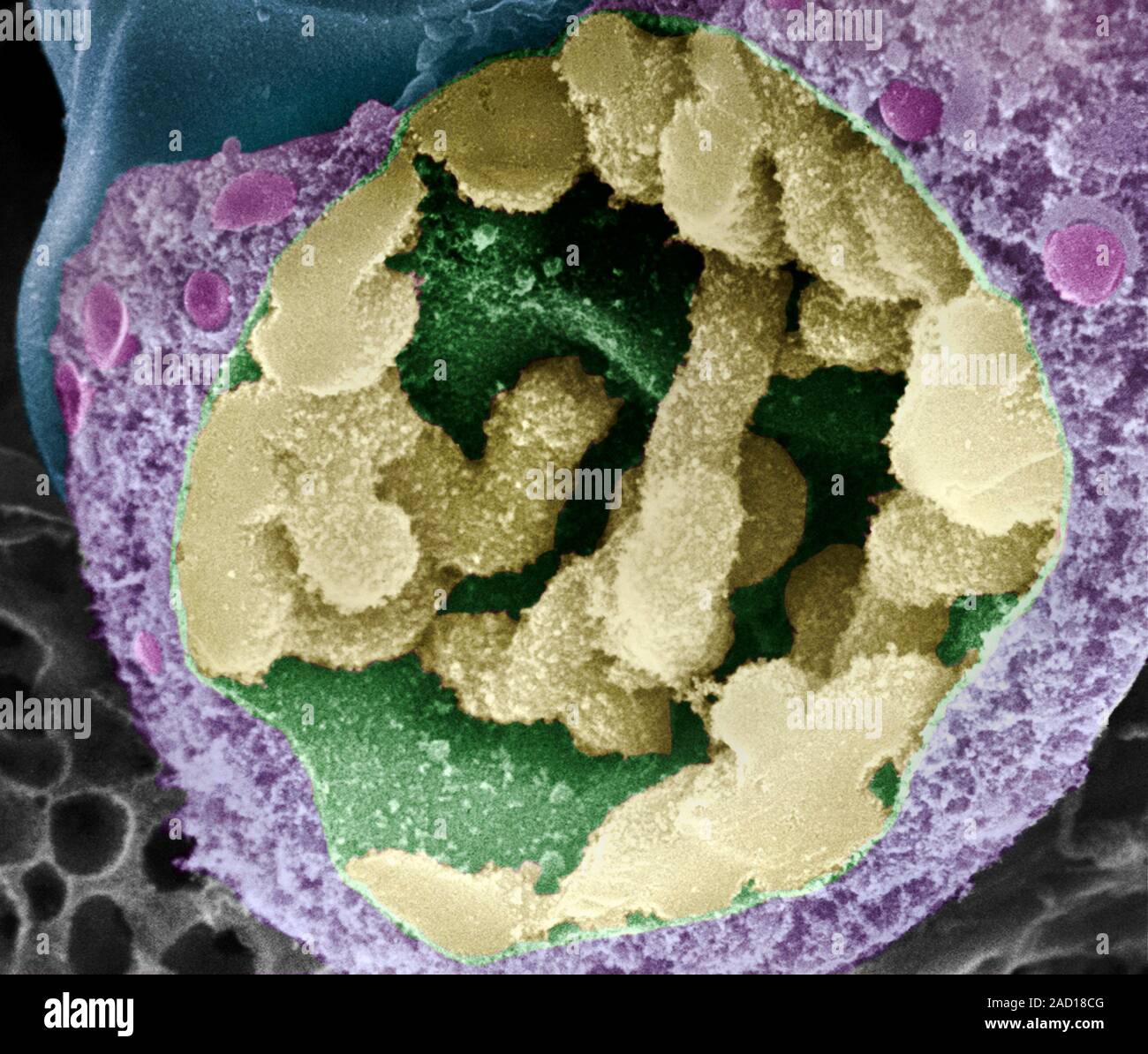 La division de cellules de pollen. Couleur de l'analyse des électrons ...