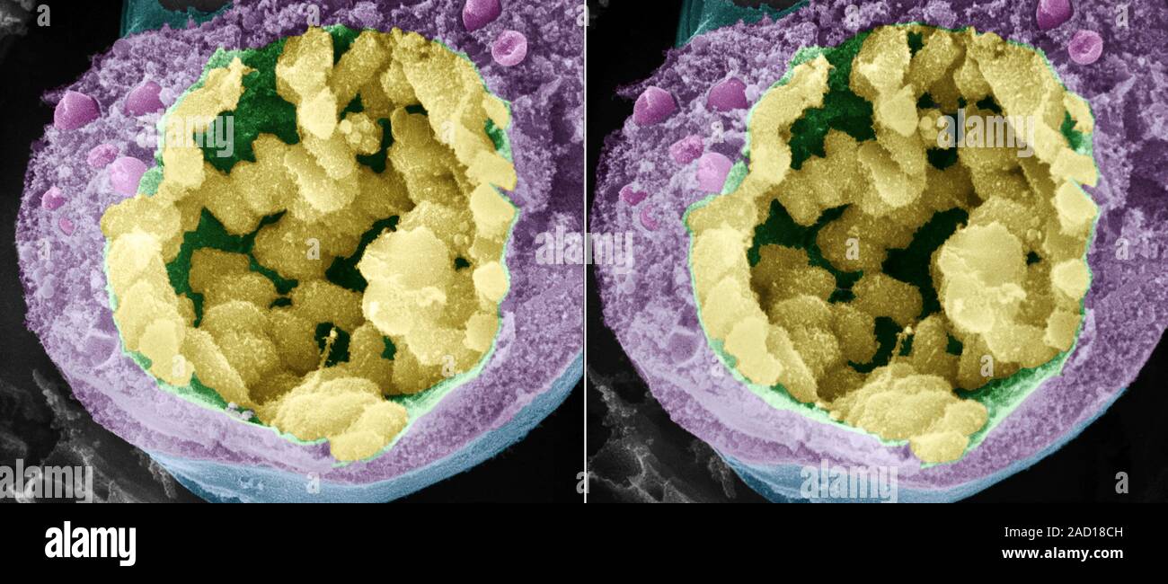 La division de cellules de pollen. Micrographies électroniques à ...