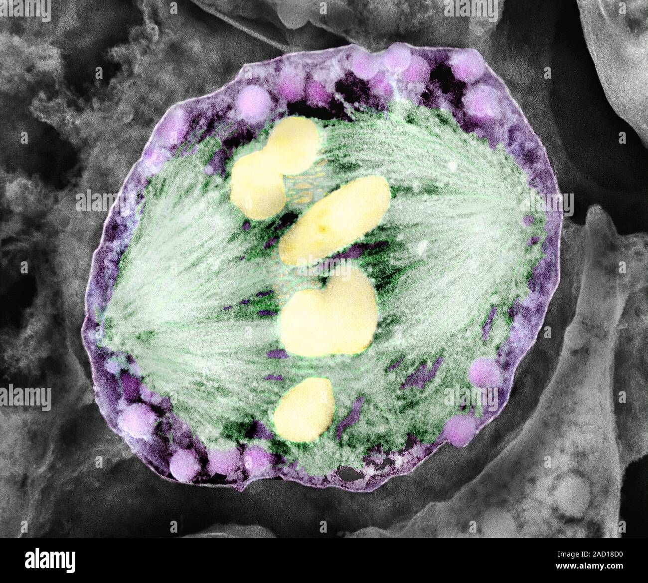 La division de cellules de pollen. Couleur de l'analyse des électrons ...