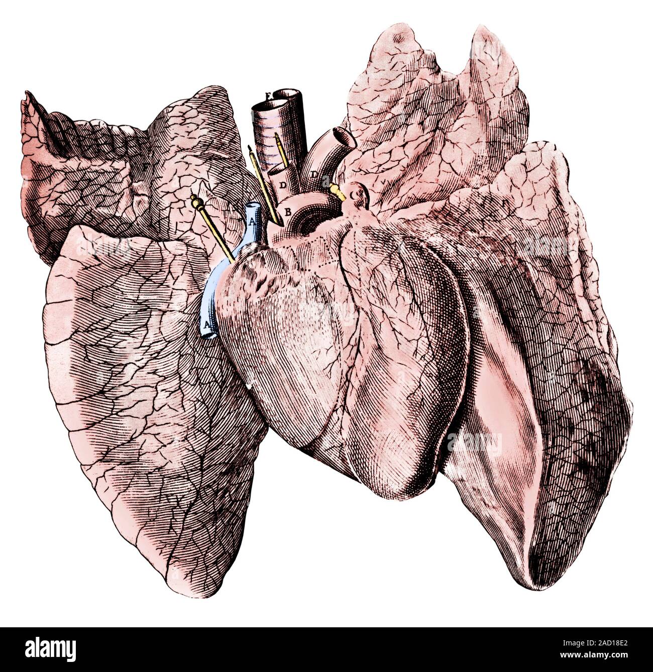 L'anatomie cardiaque et pulmonaire. 17ème siècle illustration montrant ...