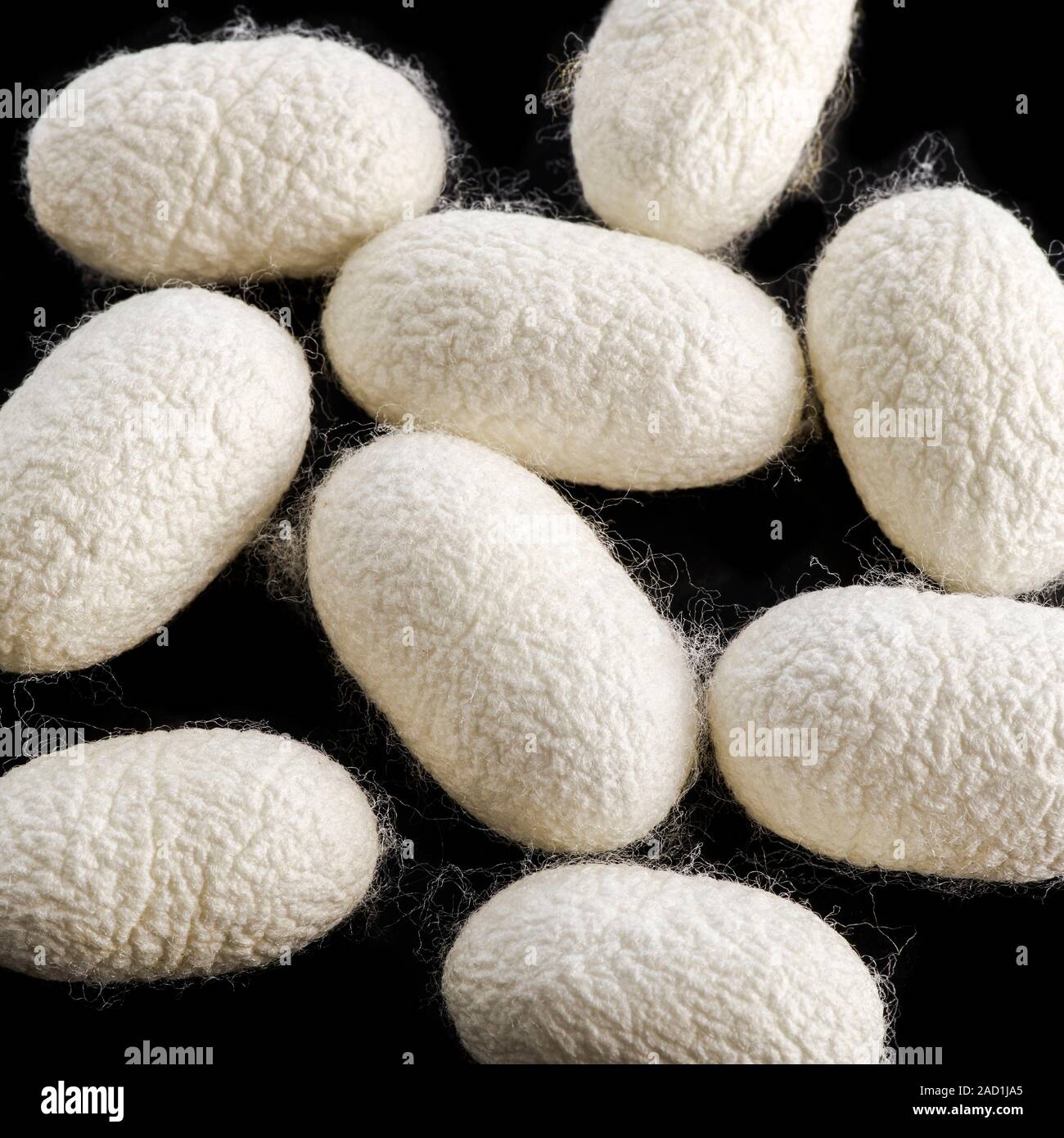 Les cocons fabriqués à partir de fibres de soie. Un cocon de soie est ...