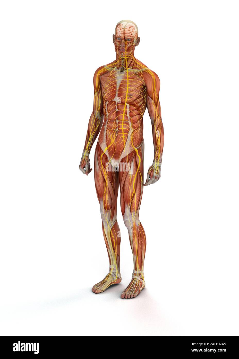 L'anatomie humaine. Illustration de l'ordinateur de l'homme anatomie ...