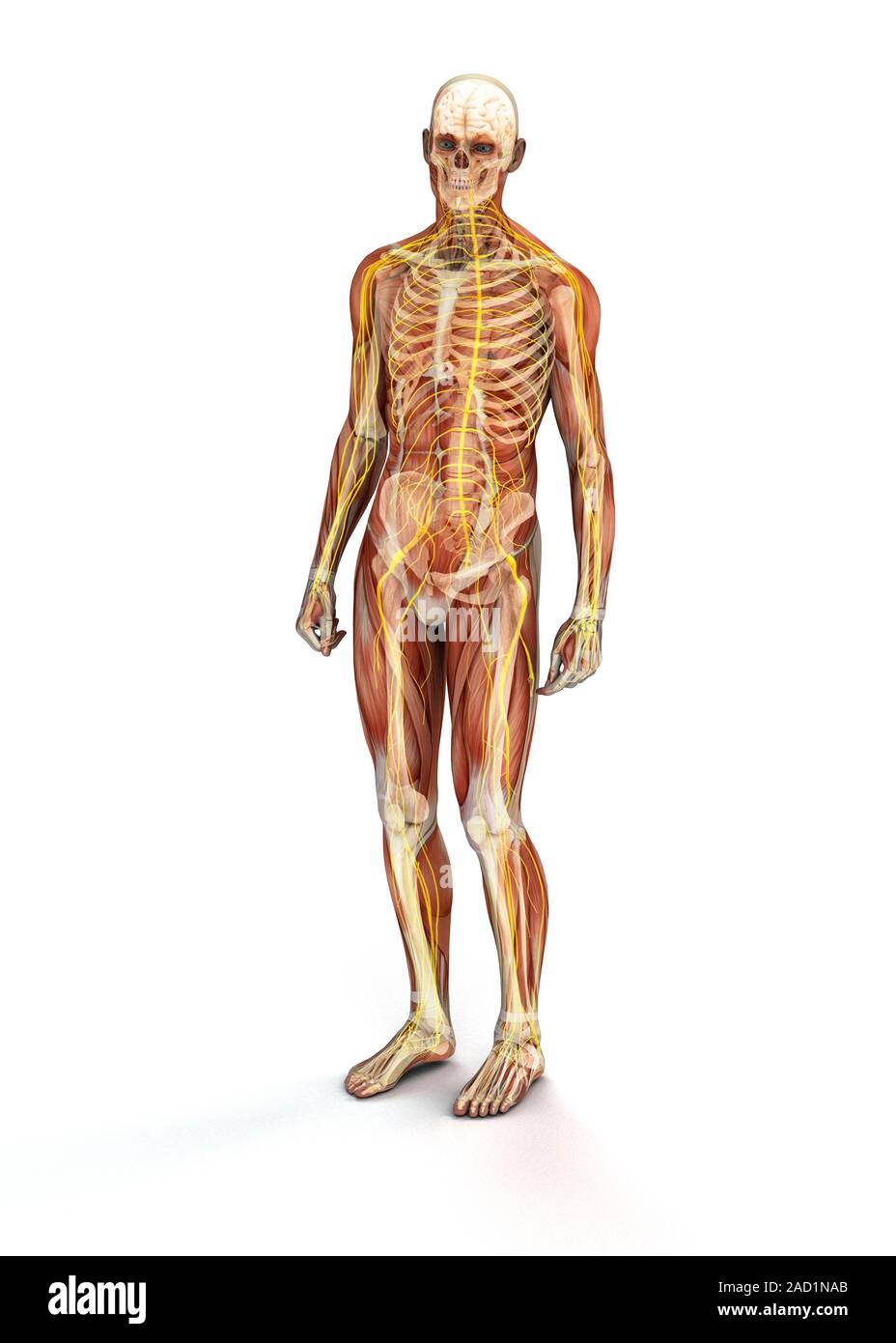 L'anatomie humaine. Illustration de l'ordinateur de l'homme anatomie ...