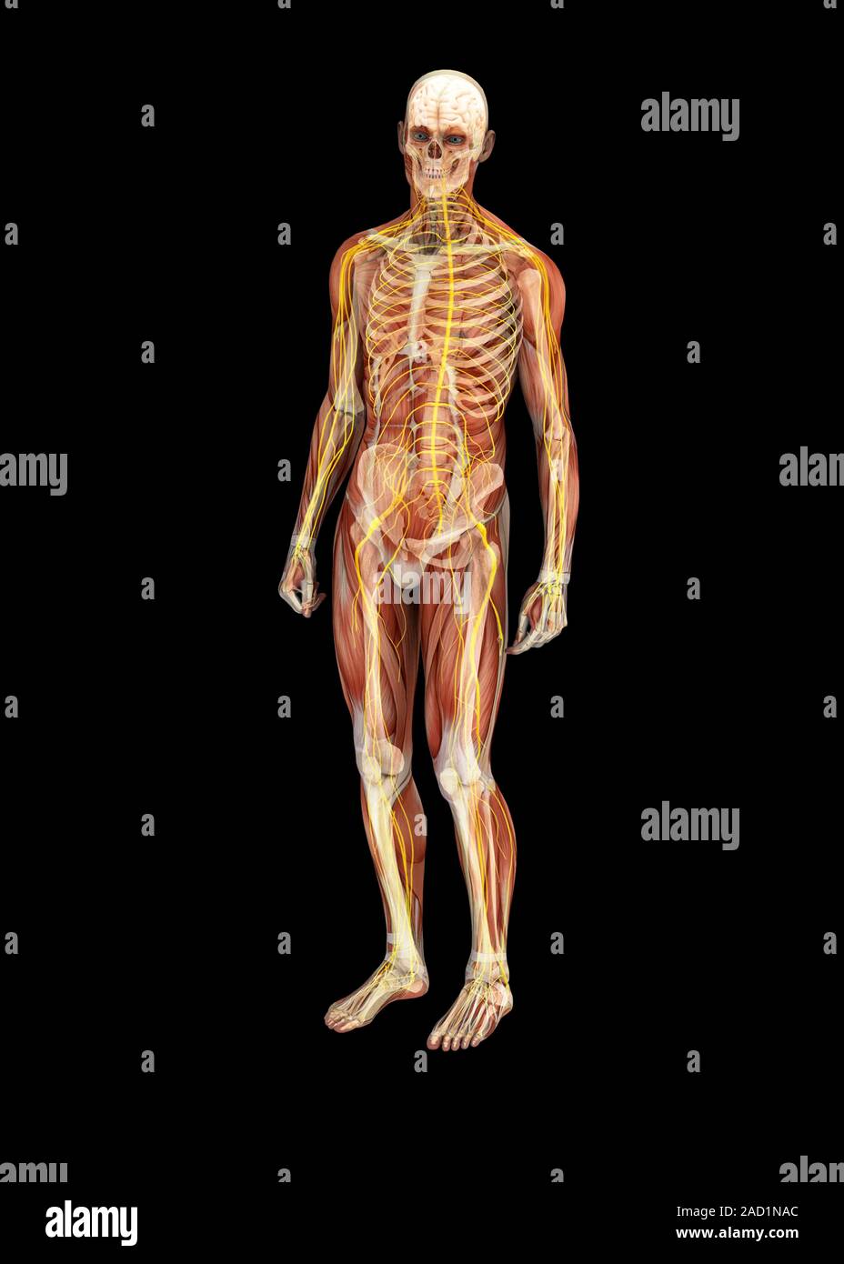 L'anatomie humaine. Illustration de l'ordinateur de l'homme anatomie ...