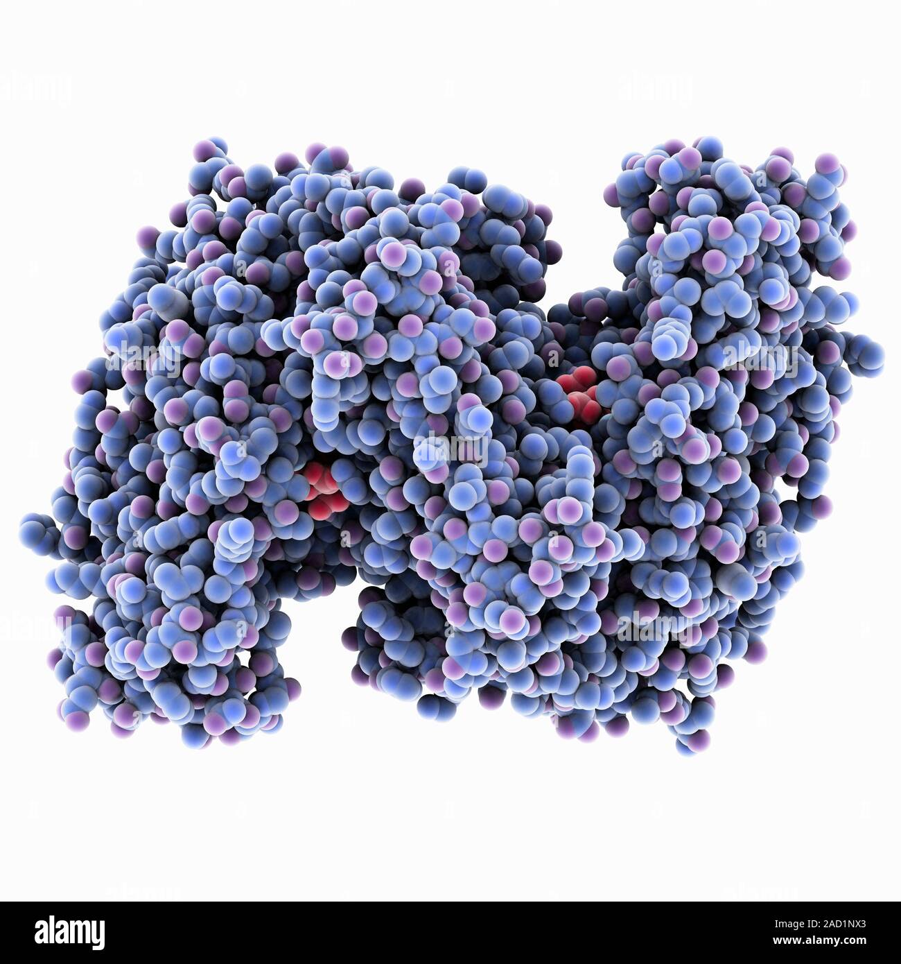 La citrate synthase, le modèle moléculaire. Cette enzyme est impliquée ...