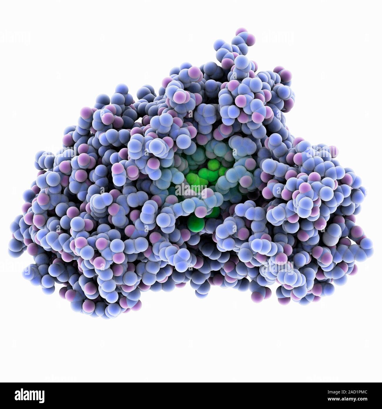 L'enzyme bioluminescente. Le modèle moléculaire de l'enzyme de la ...