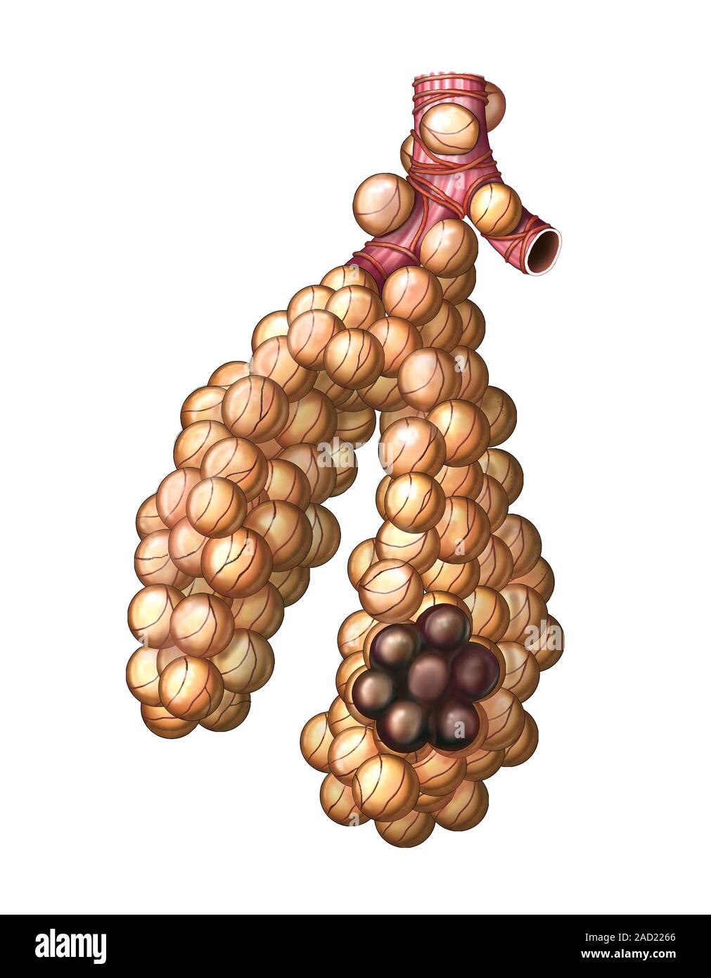 Illustration de l'arbre bronchique, structure interne, alvéoles ...