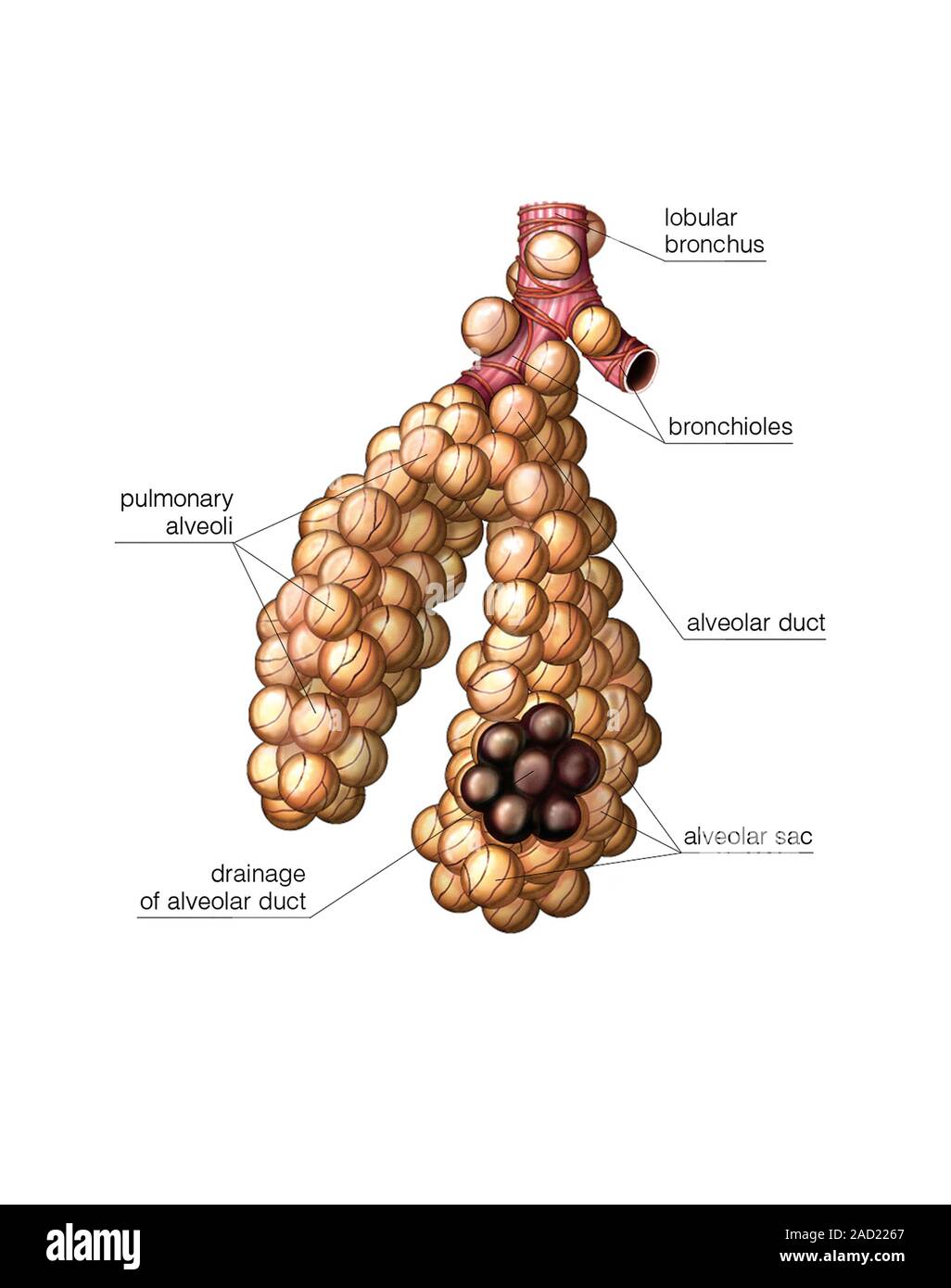 Illustration de l'arbre bronchique, structure interne, alvéoles ...