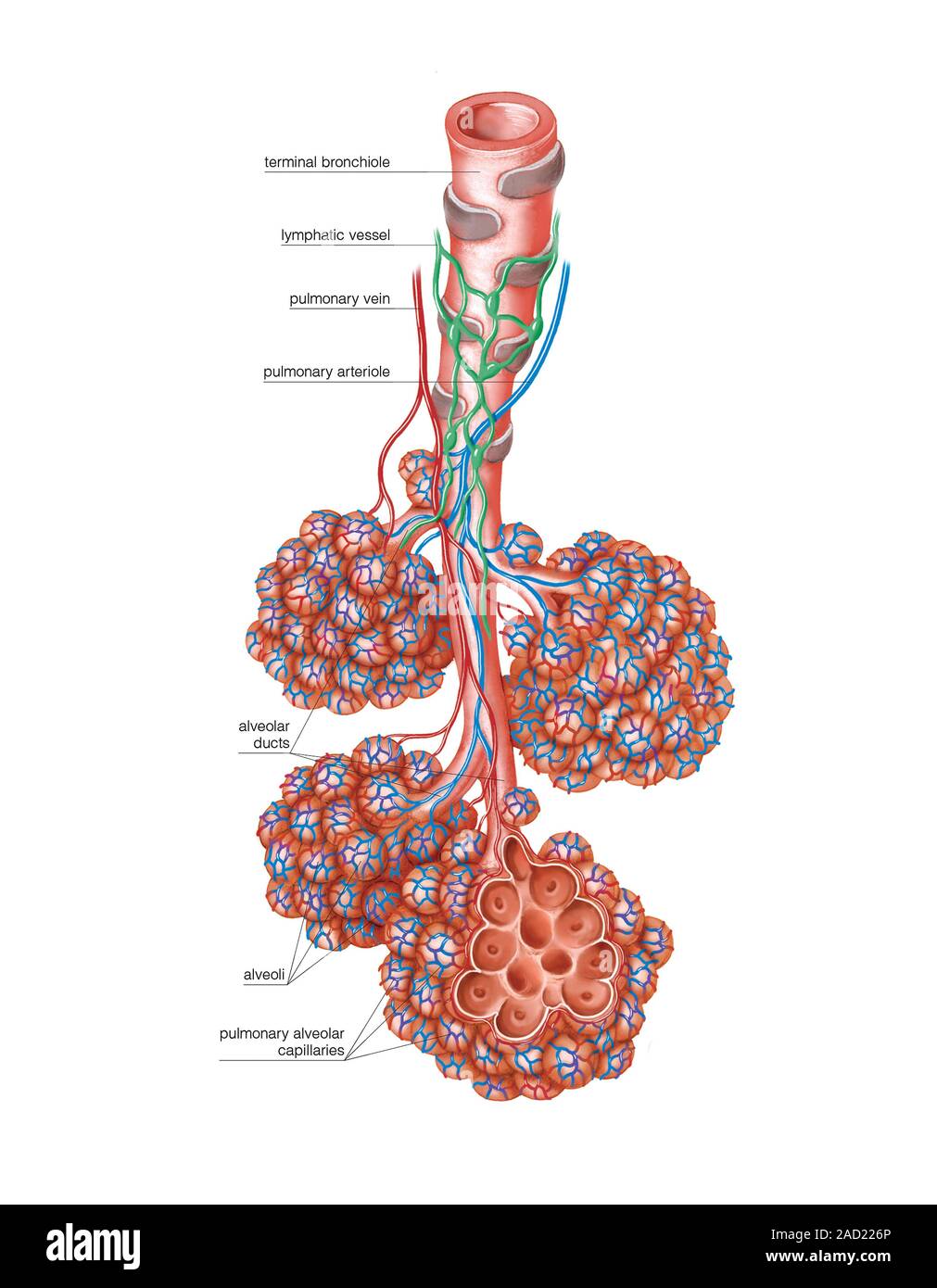 Illustration de l'alvéole pulmonaire et des voies intrapulmonaires ...