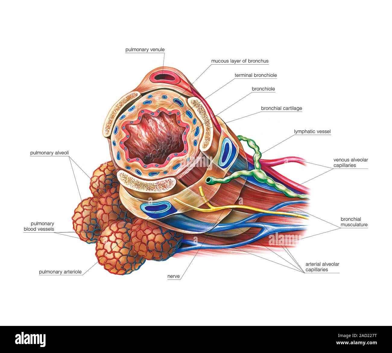 Illustration de l'alvéole pulmonaire et des voies intrapulmonaires ...