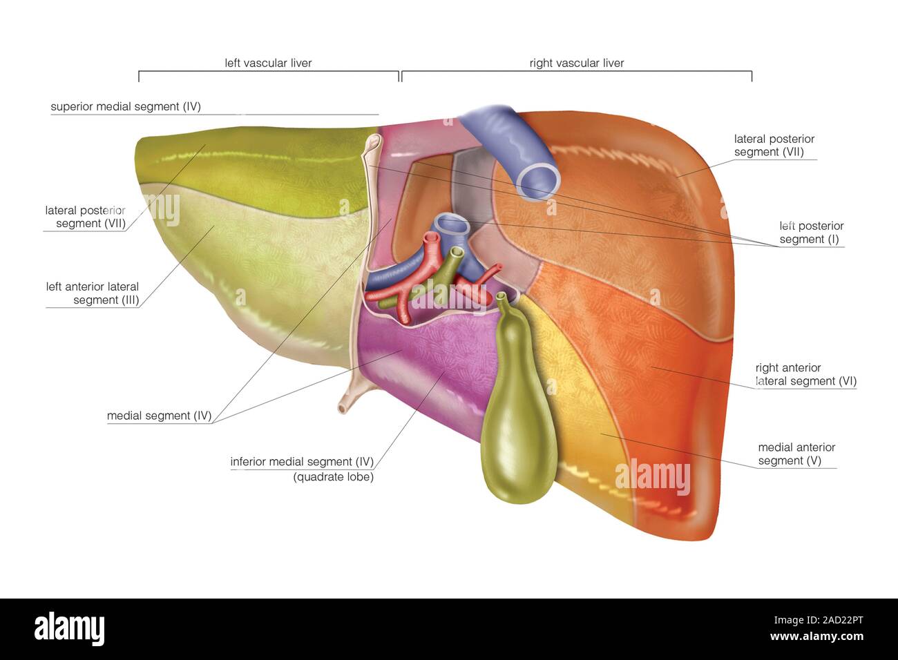 Illustration des segments hépatique le foie. Cette vue postérieure est ...