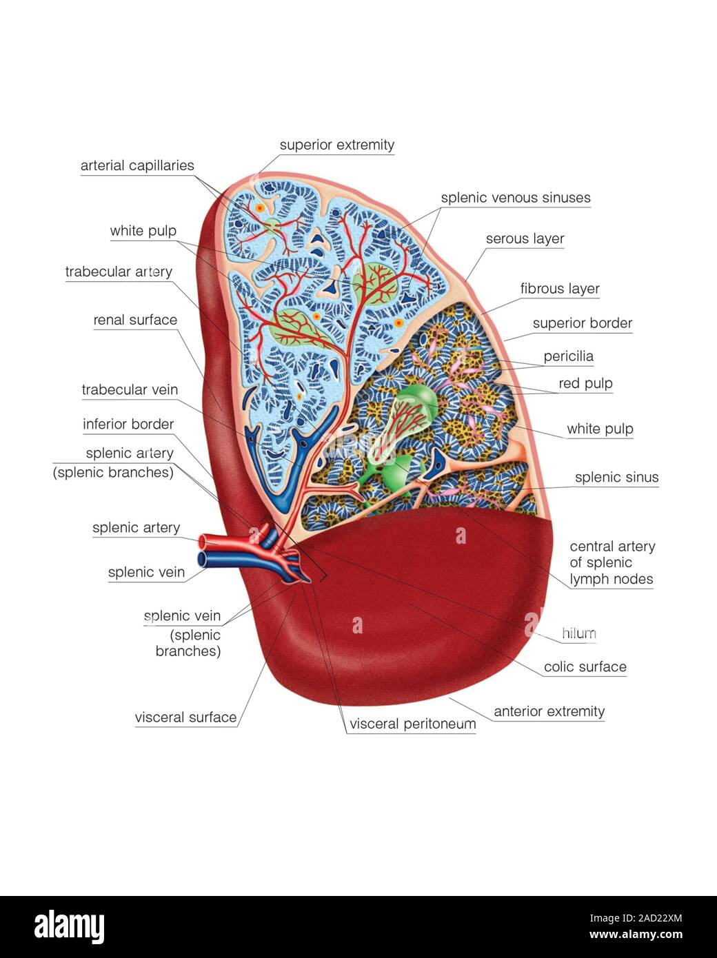 Illustration de la structure histologique de la rate. Cette ...