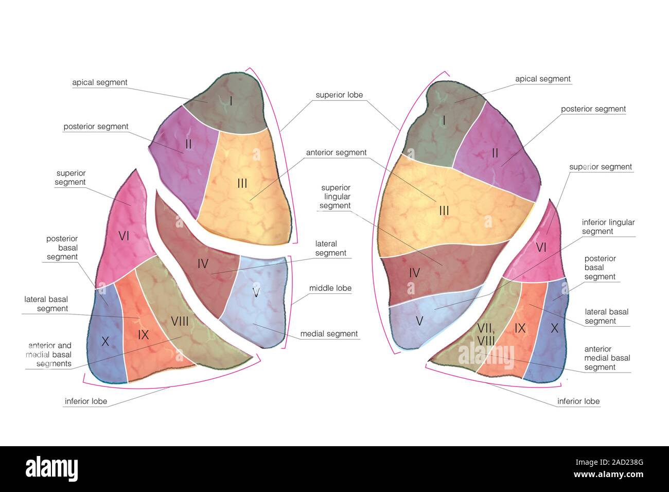 Illustration des poumons, lobes et segments. Cette image appelée ...