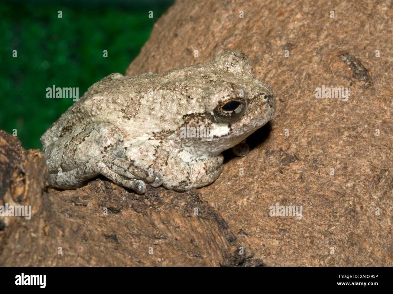 Rainette (Hyla versicolor) reposant sur une branche d'arbre. Cette ...