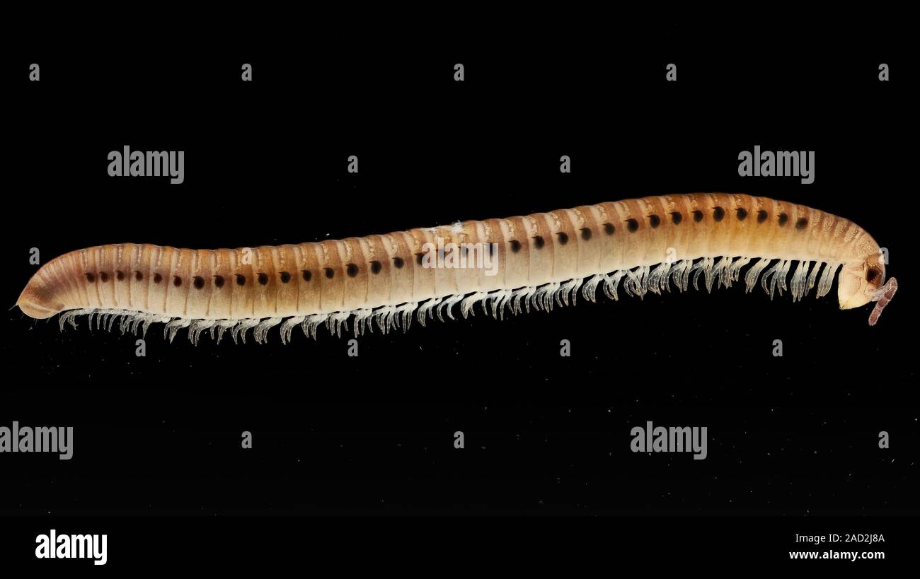 Mille-pattes. Macrophotograph d'un mille-pattes. Mille-pattes (classe ...
