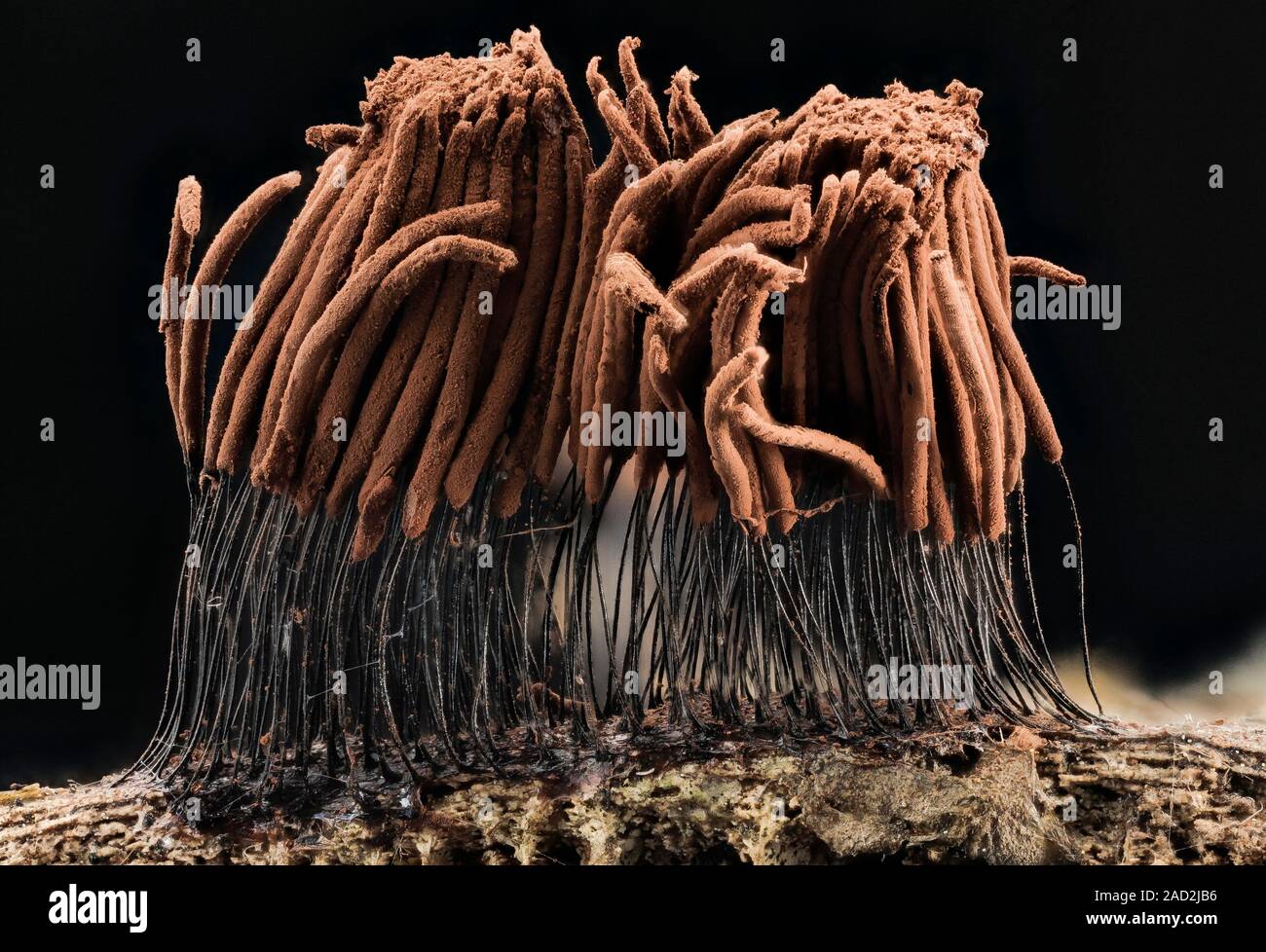 Myxomycète, organes de fructification. Macrophotograph de ...
