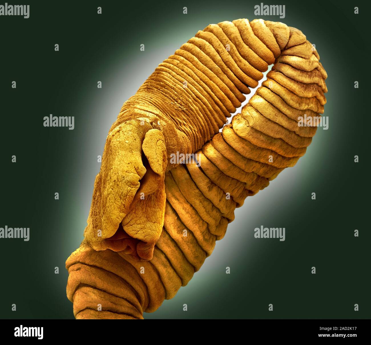 Seal le ténia. Couleur de l'analyse des électrons Microphotographie ...