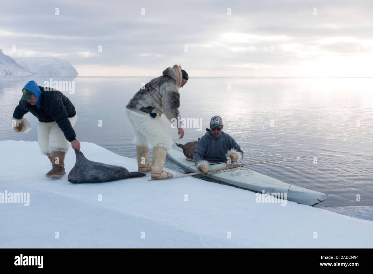 La chasse aux phoques. Les chasseurs inuits, à l'aide d'un kayak avec ...