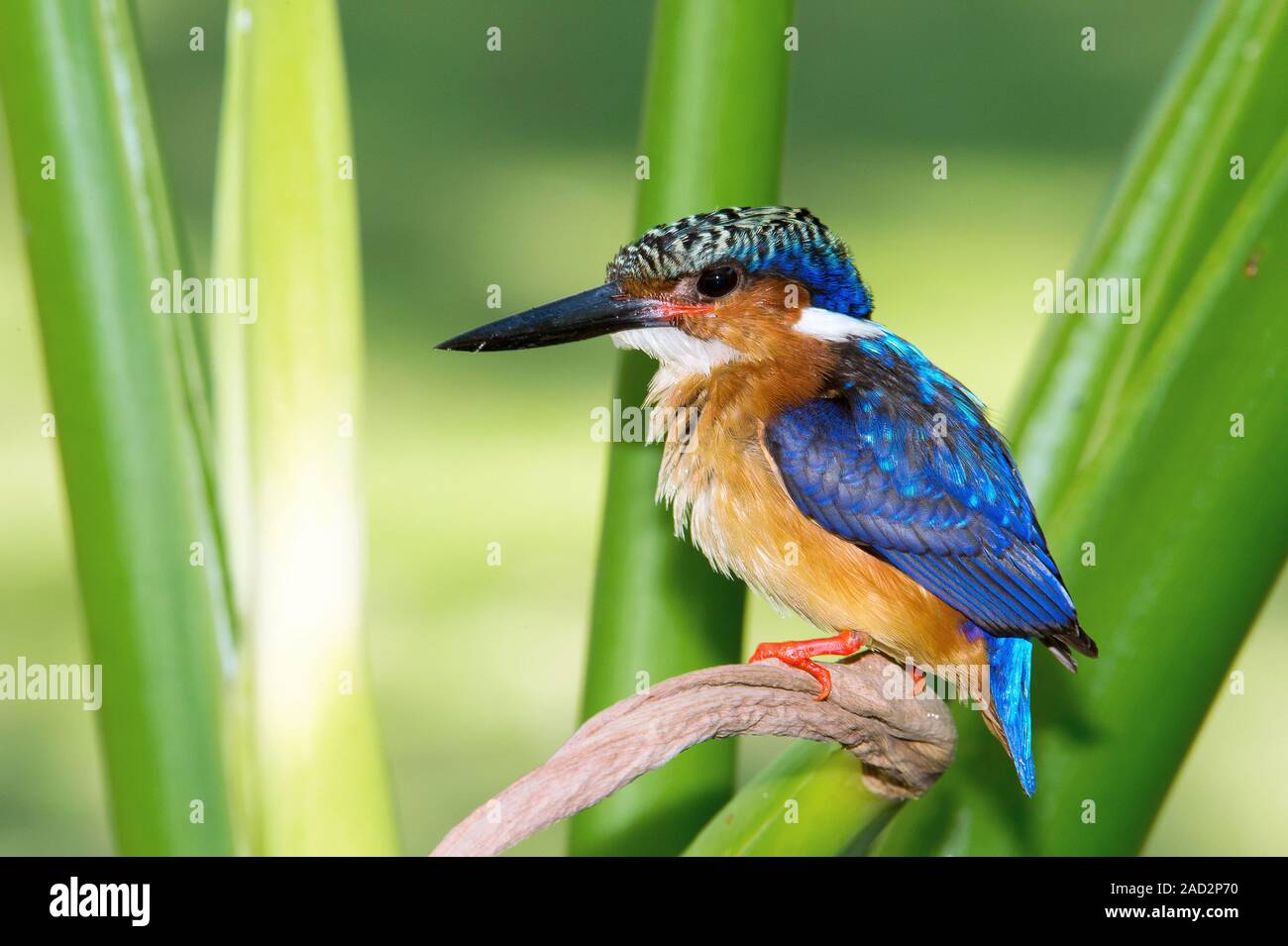 Madagascar Kingfisher (Alcedo vintsioides), également connu sous le nom ...