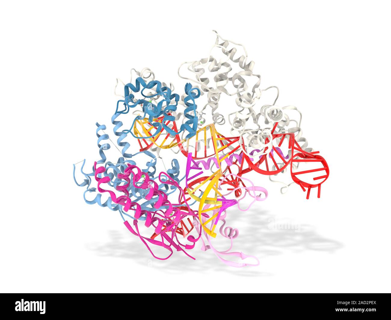 CRISPR-CAS9 complexe d'édition. Illustration d'ordinateur montrant la ...