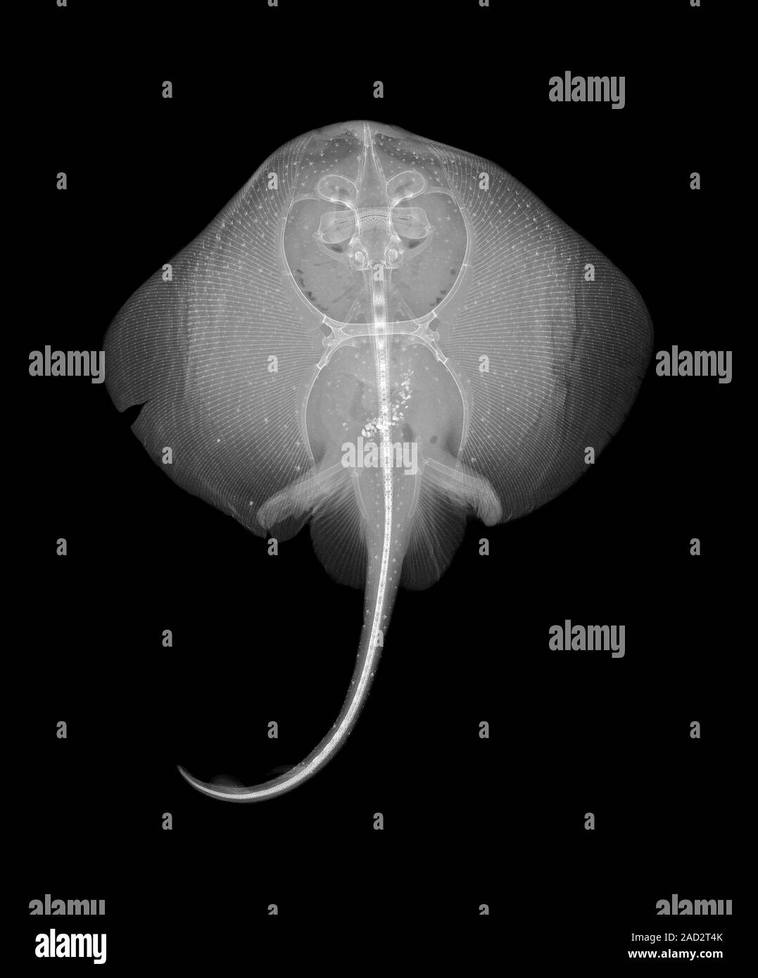 Raie Raja montereyensis Monterey). Composite X-ray d'une section à ...