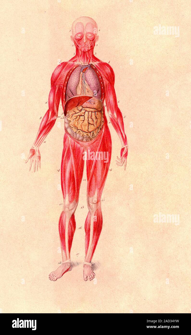 L'anatomie humaine. 1869 illustration anatomique du corps humain ...