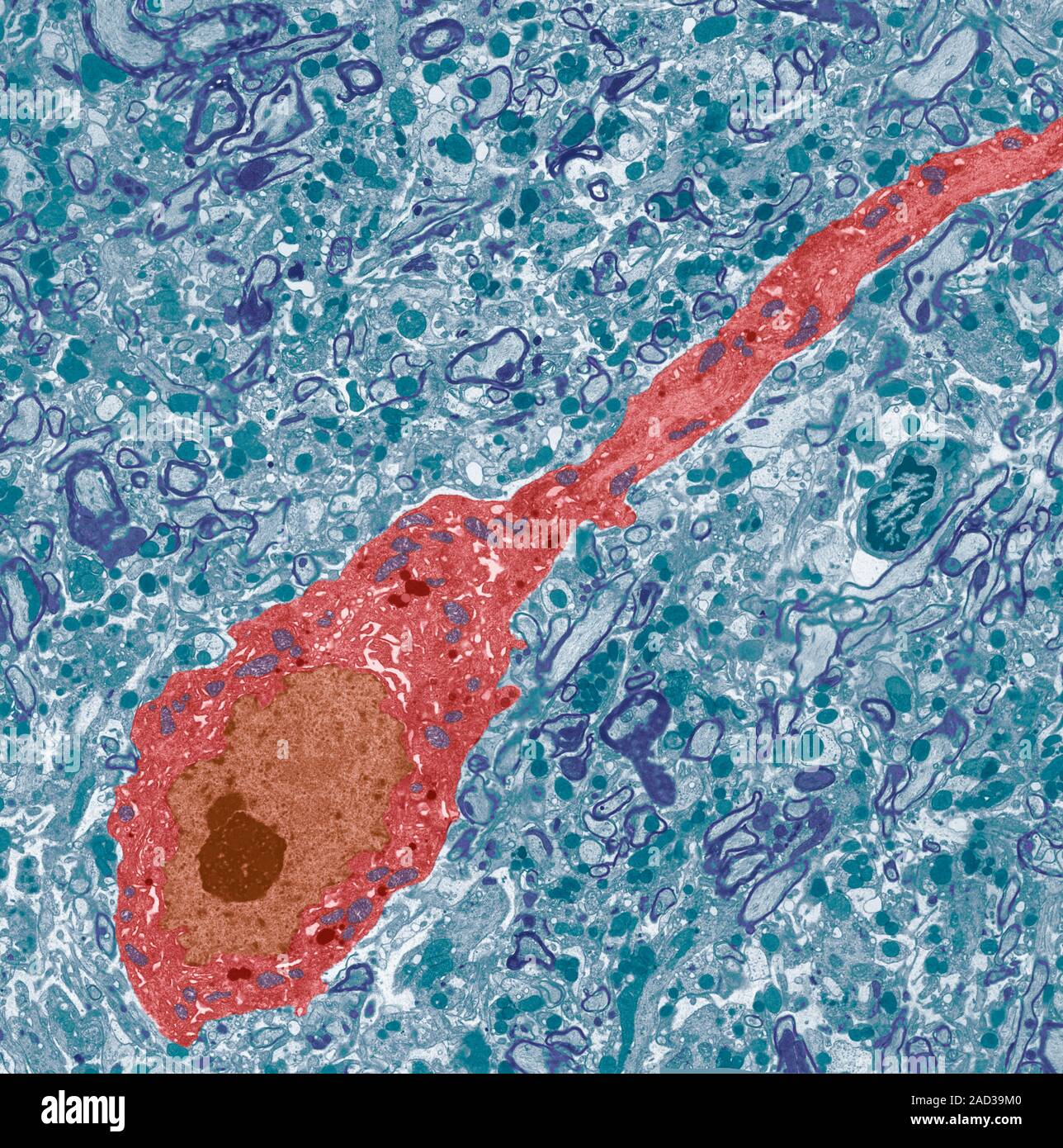Cellule nerveuse. Micrographe de couleur (TEM) d'une section à travers ...
