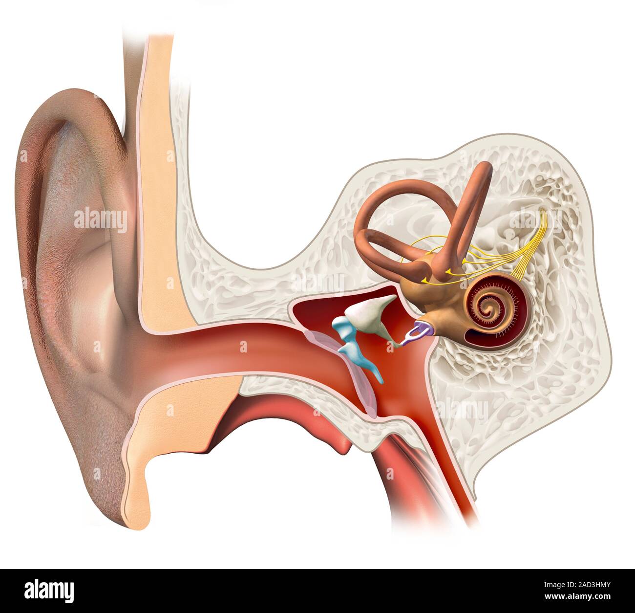 Anatomie de l'oreille humaine. Illustration d'ordinateur d'une section ...