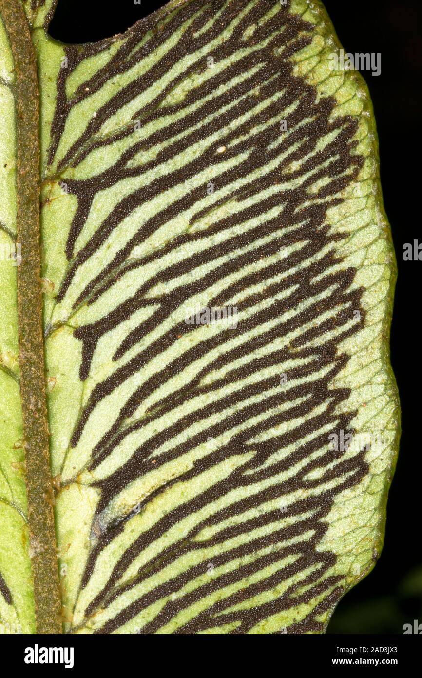 La face inférieure d'une feuille de fougère linéaire affichage sori ...