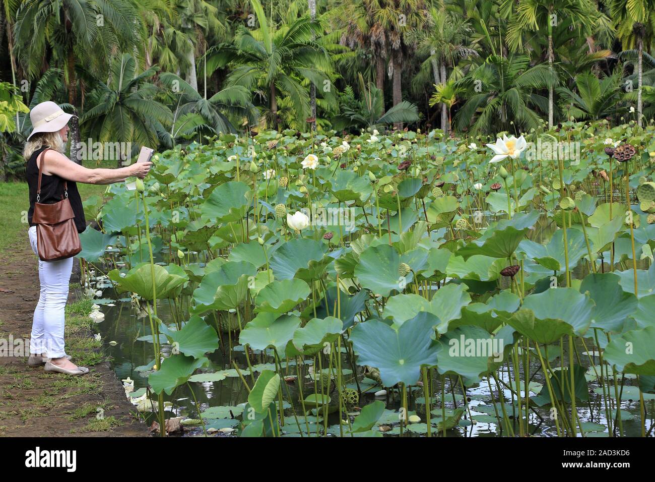 L'Ile Maurice, le Jardin Botanique de Pamplemousses, Lotus, Jardin ...