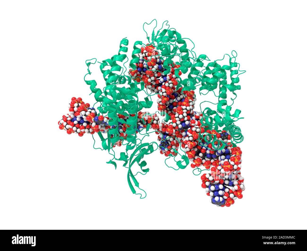 CRISPR-Cas9 complexe d'édition. Illustration d'ordinateur montrant la ...