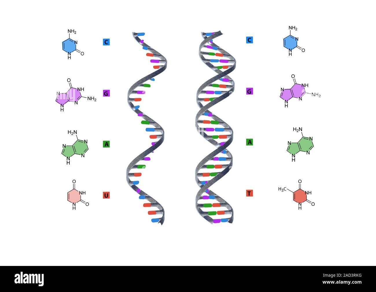 Structure de l'ARN et l'ADN. Illustration de la structure et des bases nucléotidiques de la ...