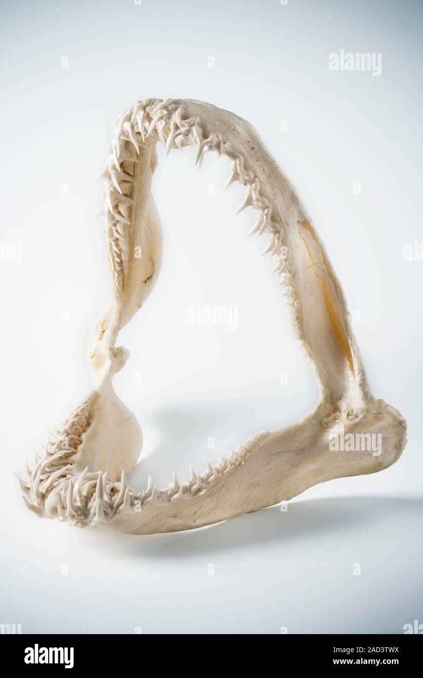 La mâchoire de requin. À partir de la mâchoire d'un requin, montrant ...